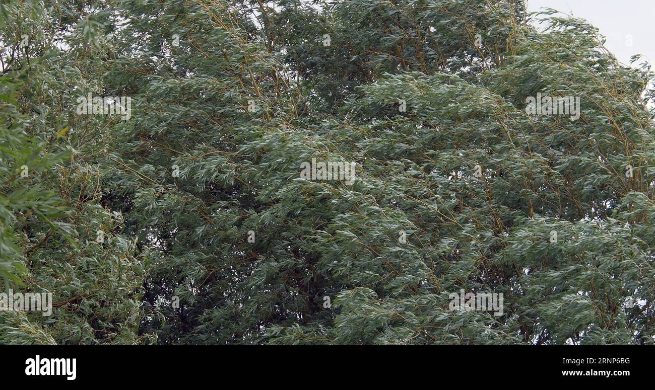 Pollard Willow, salix alba, Wind in the Leaves, Normandy Stock Photo ...