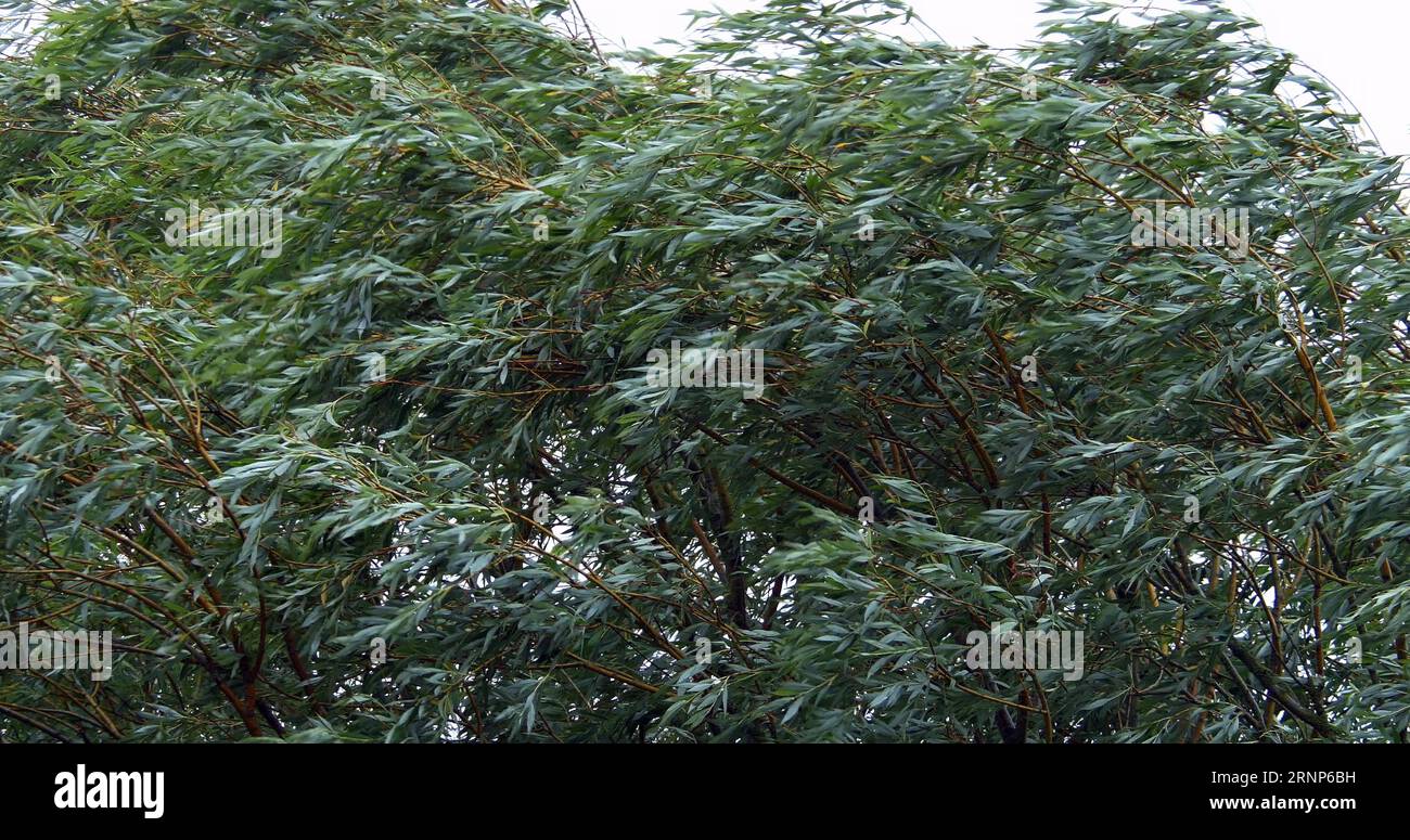 Pollard Willow, salix alba, Wind in the Leaves, Normandy Stock Photo ...