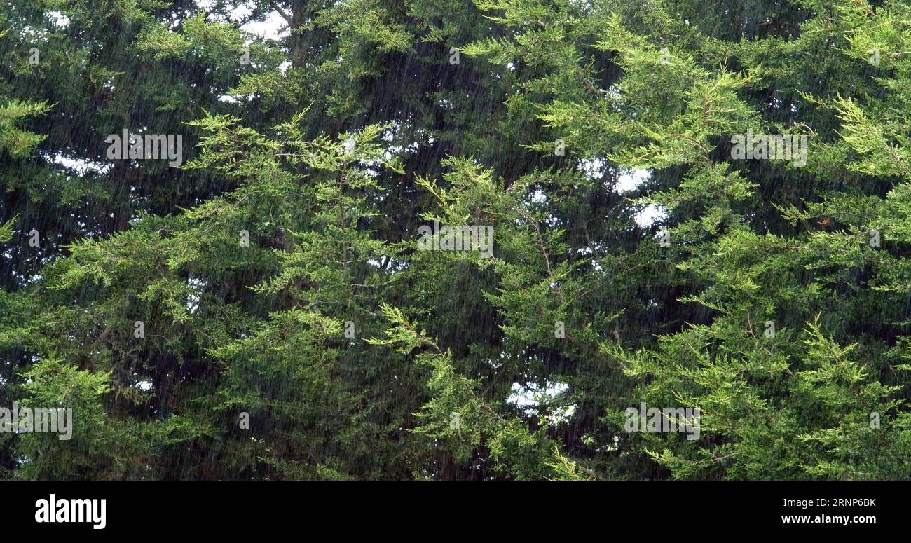 Wind in Pine Trees, Normandy Stock Photo - Alamy