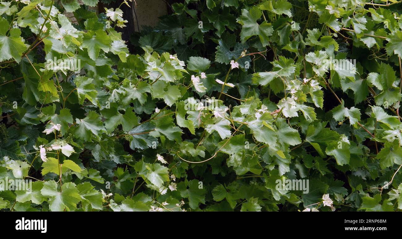 Grapevine, Normandy in France Stock Photo - Alamy