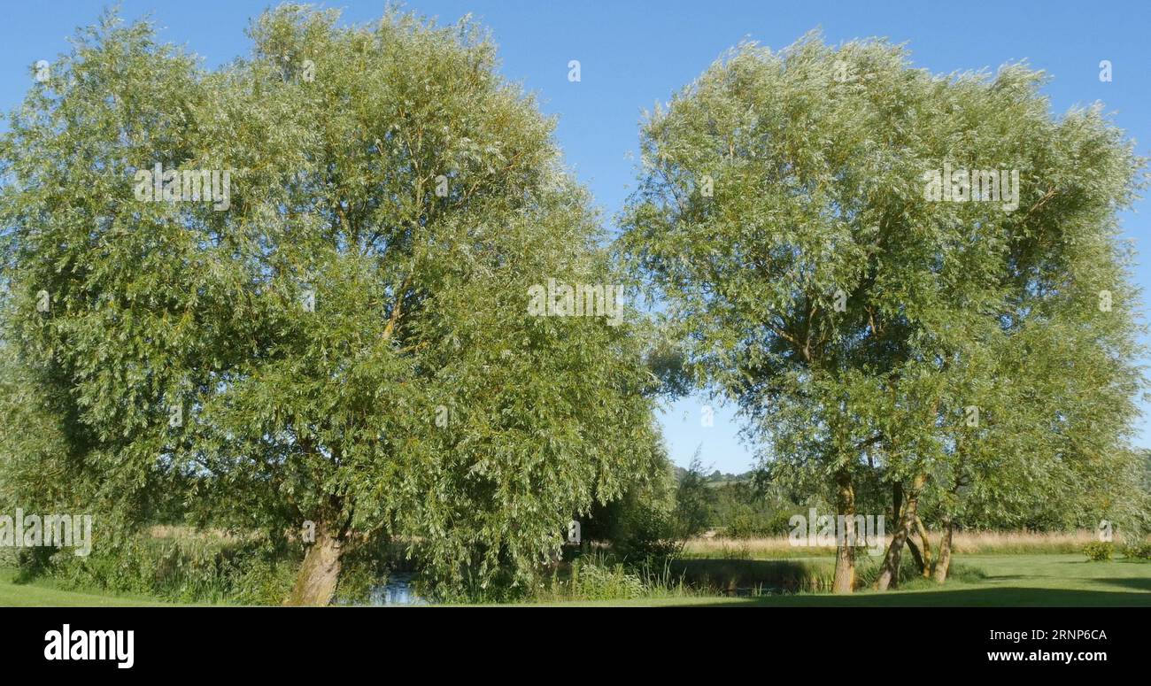Pollard Willow near Pond, salix alba, Normandy in France Stock Photo ...