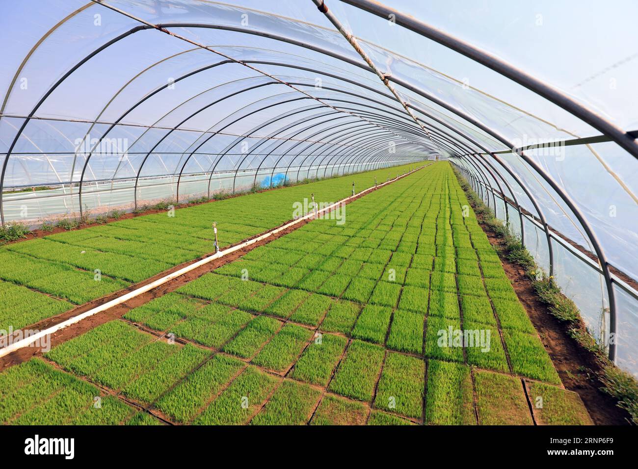 Growing rice seedlings in the greenhouse Stock Photo - Alamy