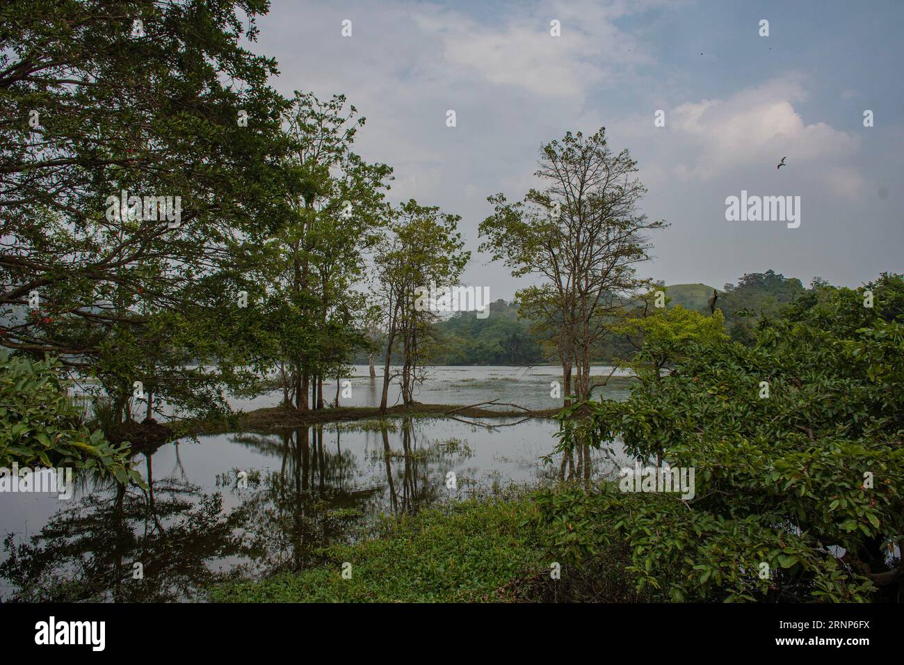 A stream in Wellawaya, Sri Lanka, with trees and sky visible Stock ...