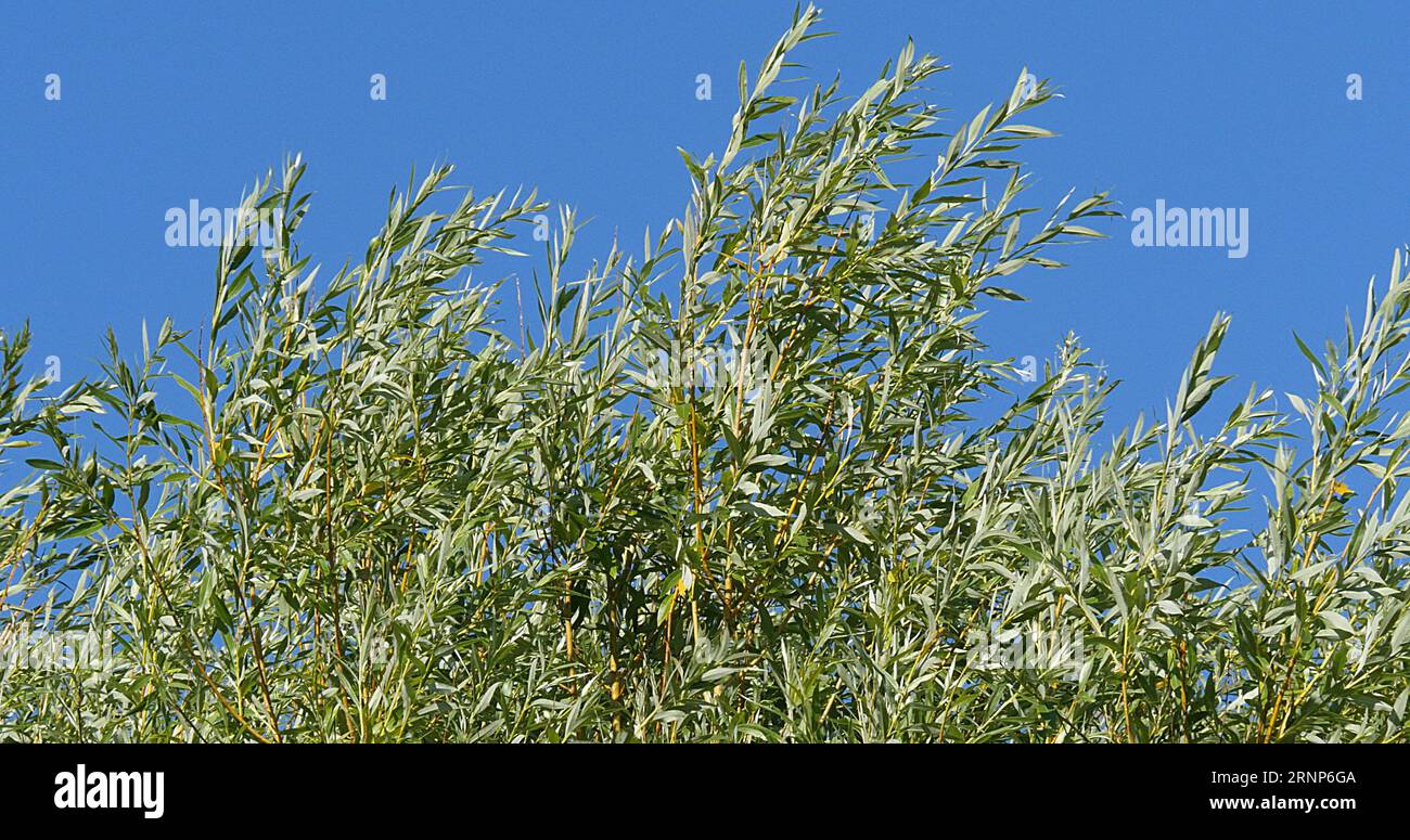 Pollard Willow, salix alba, Wind in the Leaves, Normandy in France ...