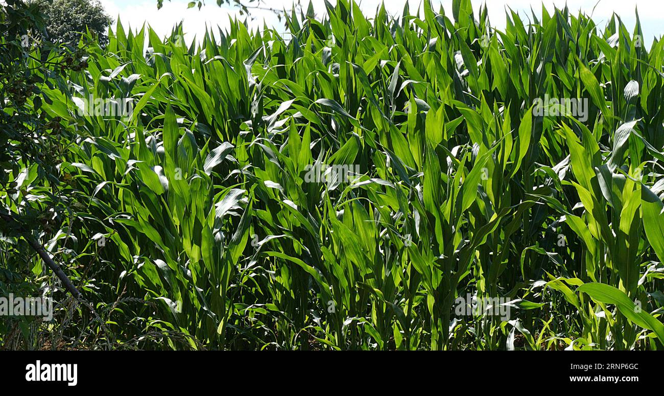 Corn Field, Zea mays, Normandy in France Stock Photo - Alamy