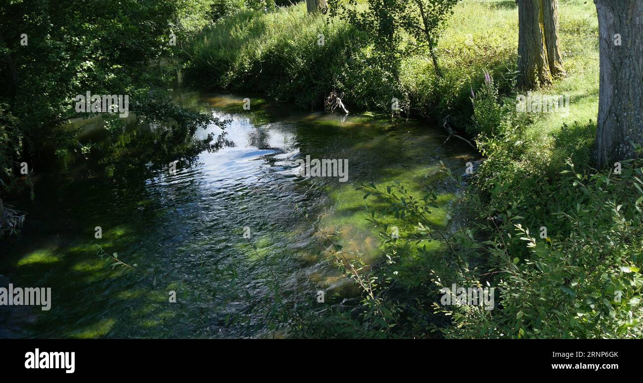 River with Aquatic Plants, Normandy in France Stock Photo - Alamy
