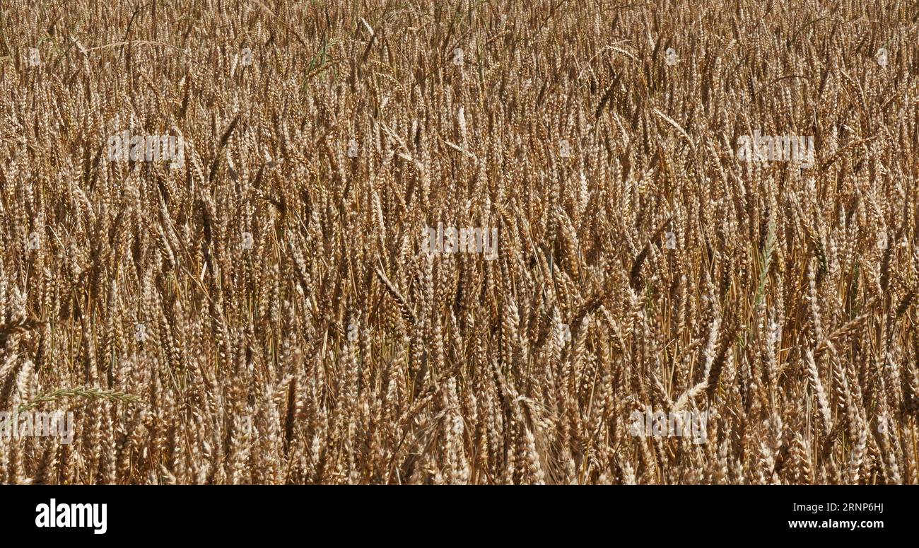 Wheat field triticum sp hi-res stock photography and images - Alamy