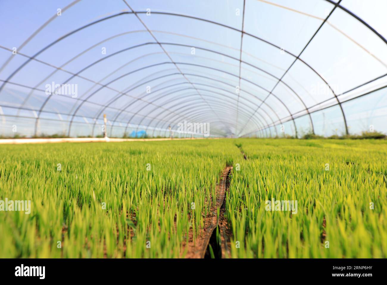 Growing rice seedlings in the greenhouse Stock Photo - Alamy