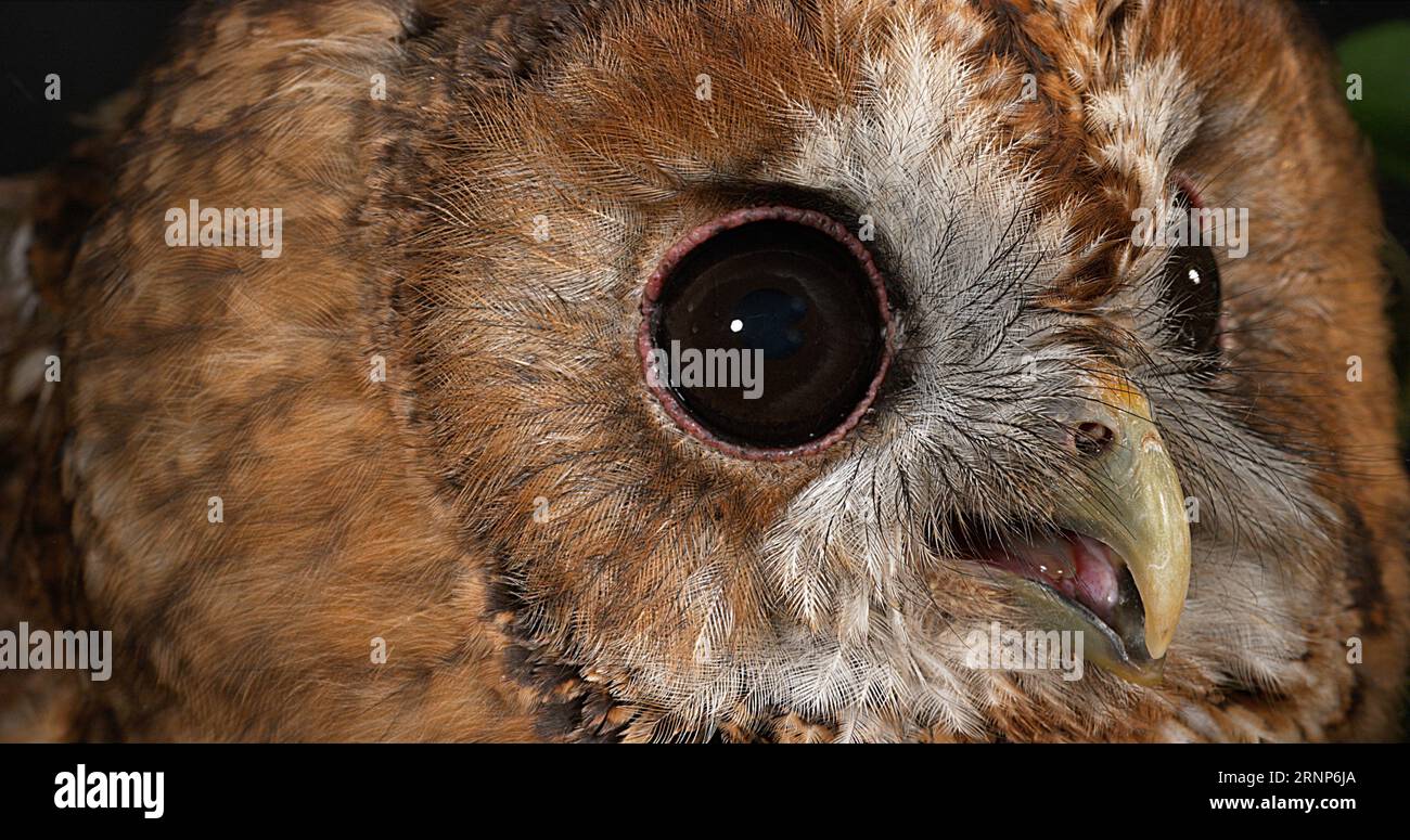 Eurasian Tawny Owl, strix aluco, Portrait of Adult, Normandy Stock ...