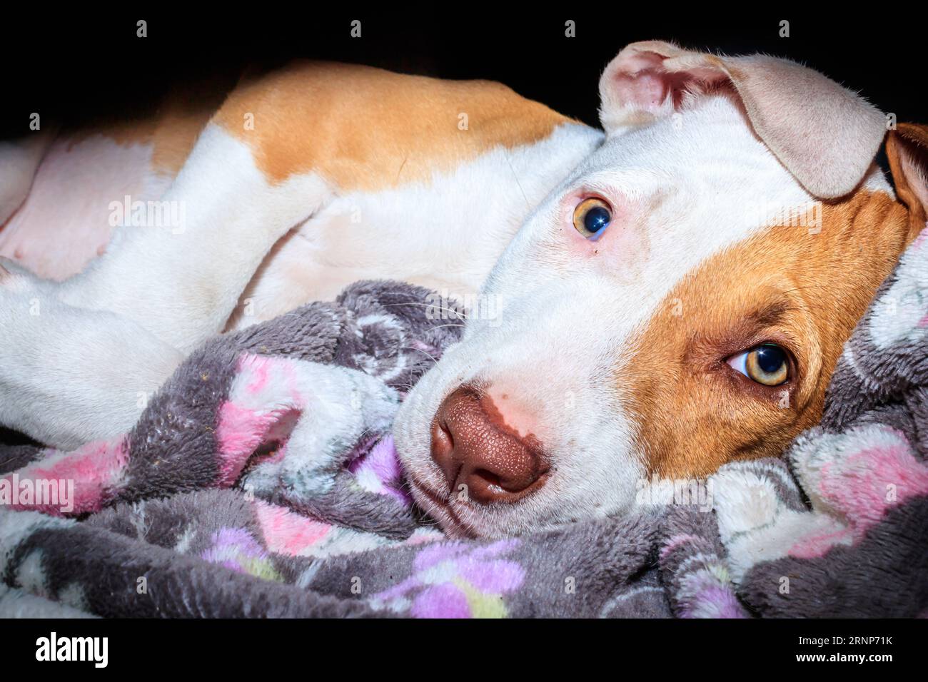 Brown and white Pitbull terrier puppy dog, Cape Town, South Africa ...