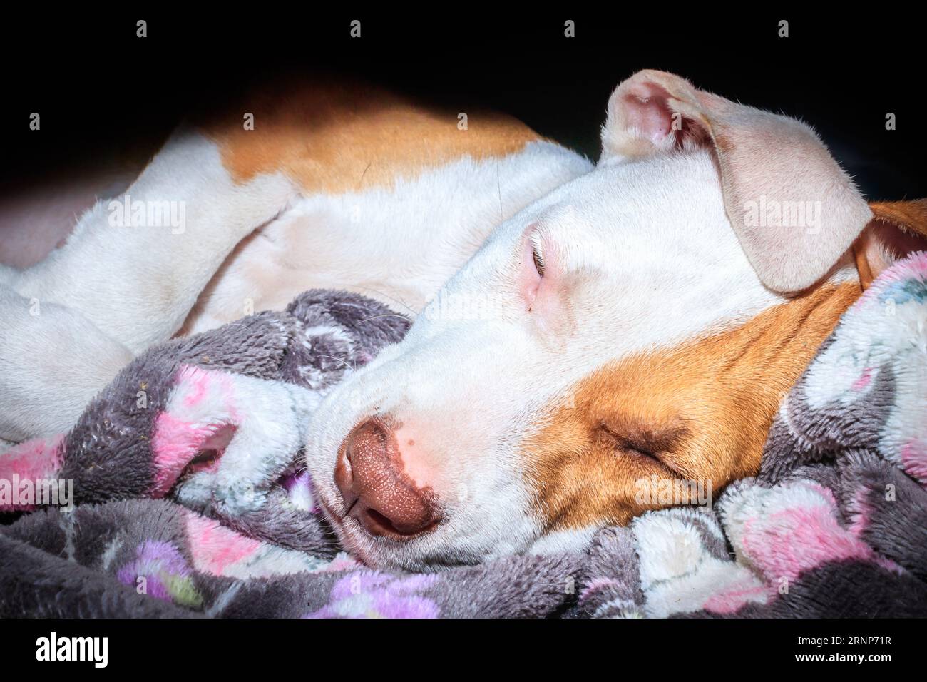 Brown and white Pitbull terrier puppy dog, Cape Town, South Africa ...