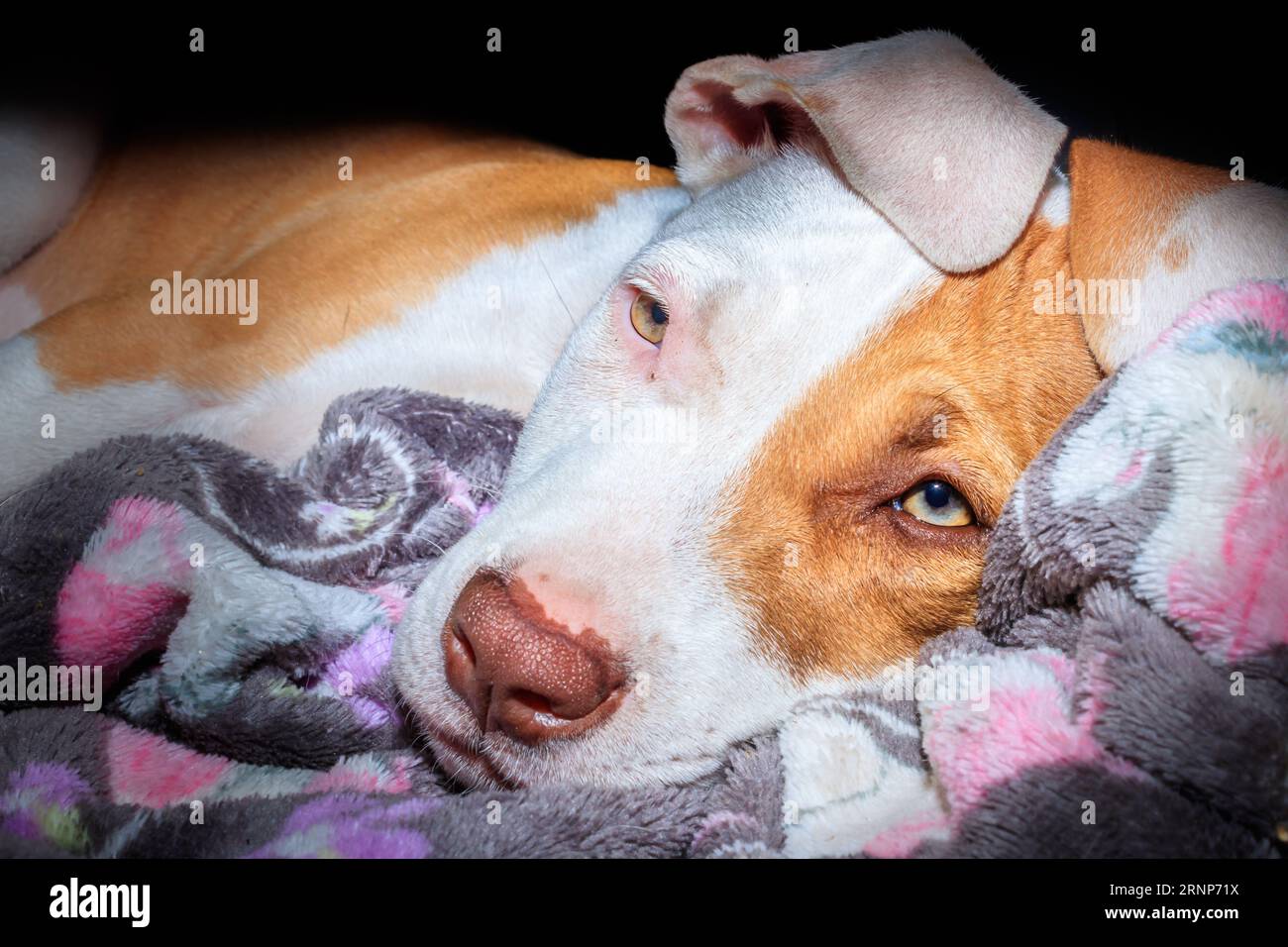 Brown and white Pitbull terrier puppy dog, Cape Town, South Africa ...