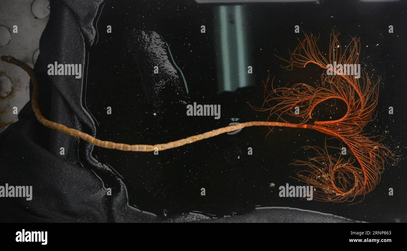 (170815) -- ABOARD KEXUE, Aug. 15, 2017 -- A sea lily (crinoid ...