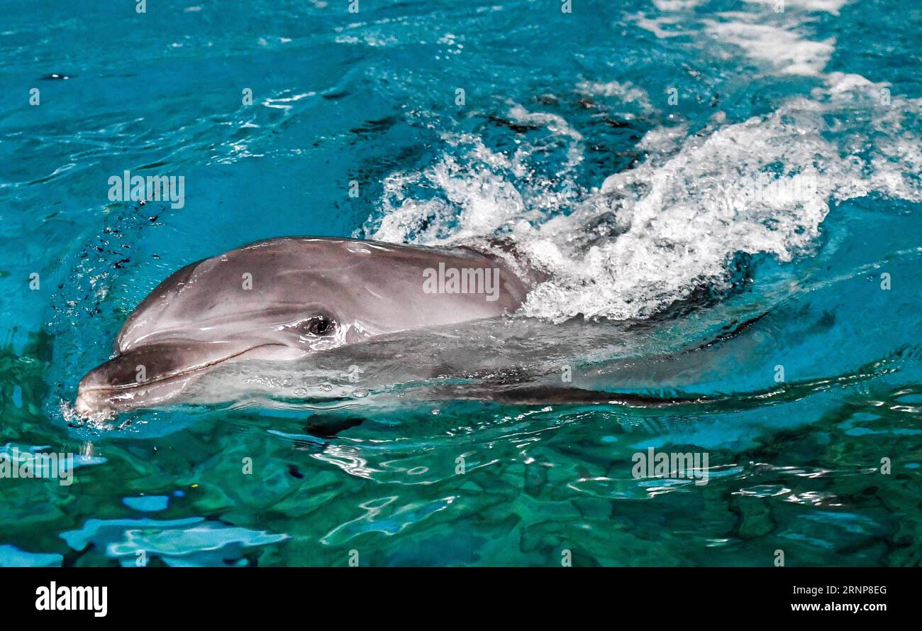 (170816) -- HARBIN, Aug. 16, 2017 -- A bottlenose dolphin is seen at ...