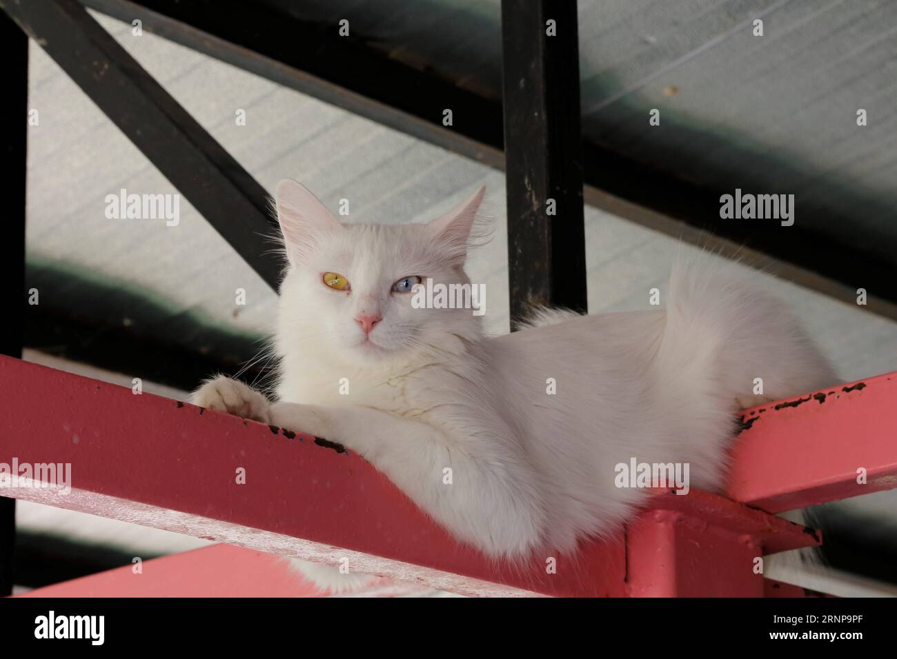 Turkish van cat hi-res stock photography and images - Alamy