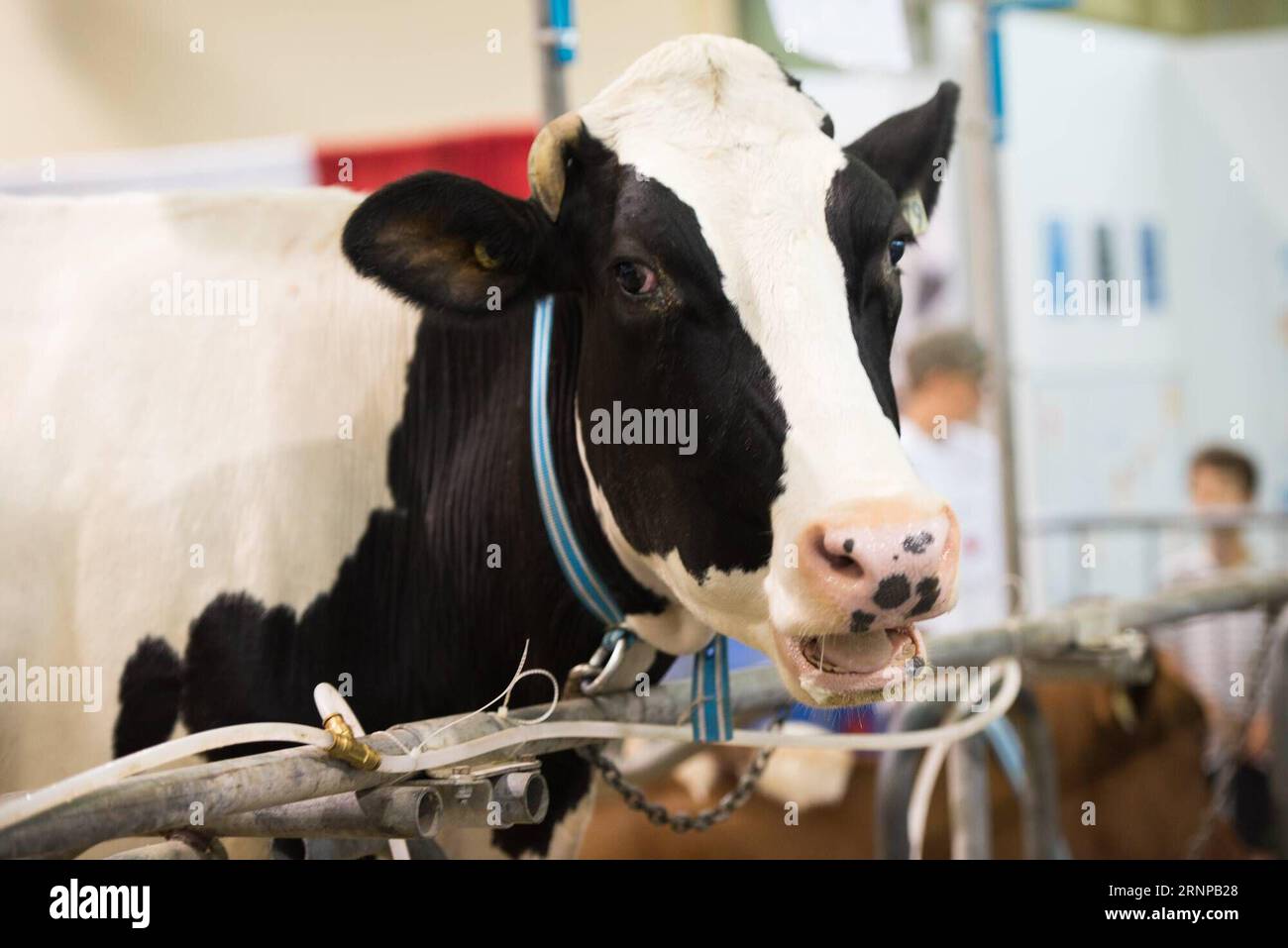 Ontario dairy nafta hi-res stock photography and images - Alamy