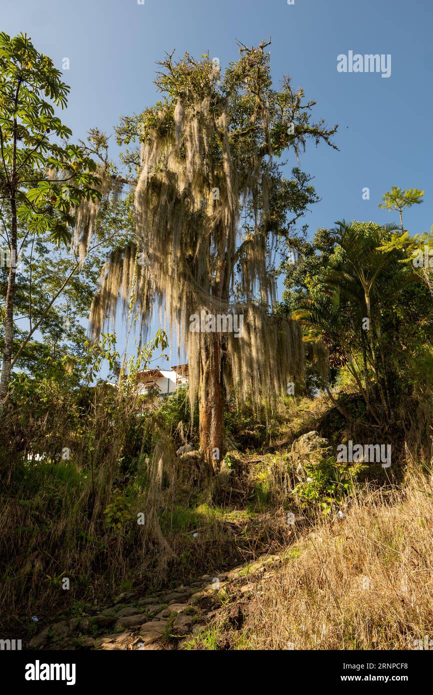 A Massive Old Oak Tree Covered with Spanish moss (Tillandsia Usneoides ...