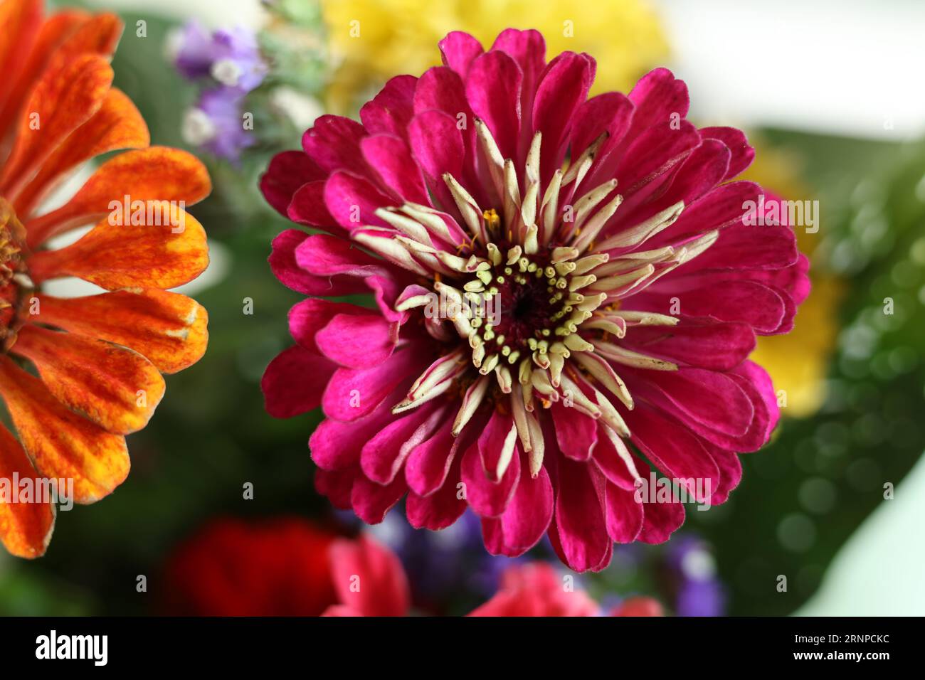 Colorful zinnia flower hi-res stock photography and images - Alamy