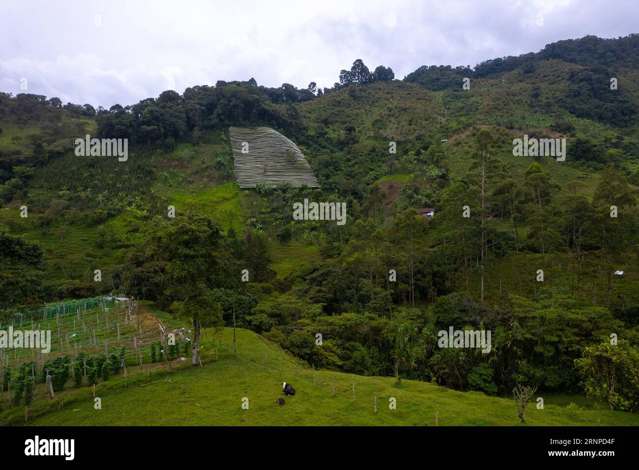 Greenhouses in Green and Fertile Land in the Area in Jardin, Antioquia ...