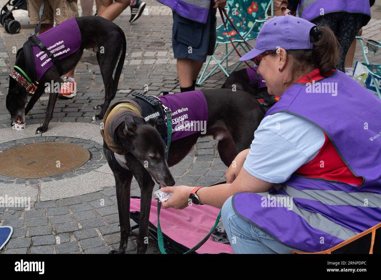 Wimbledon greyhound welfare hi-res stock photography and images - Alamy