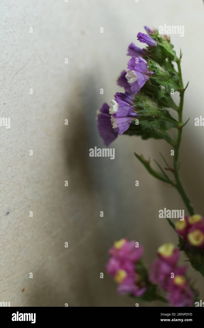 Stasis flower hi-res stock photography and images - Alamy