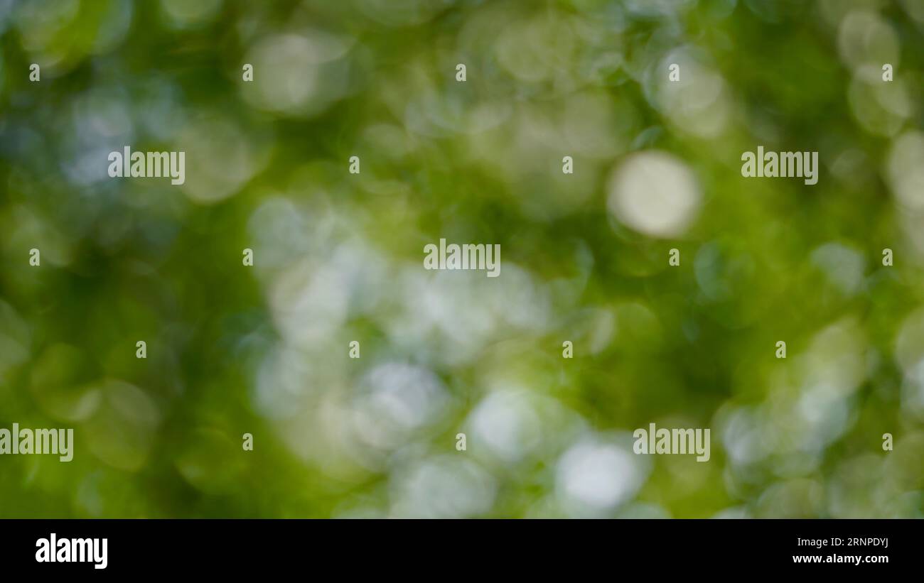 Green light bokeh effect in hi-res stock photography and images - Alamy