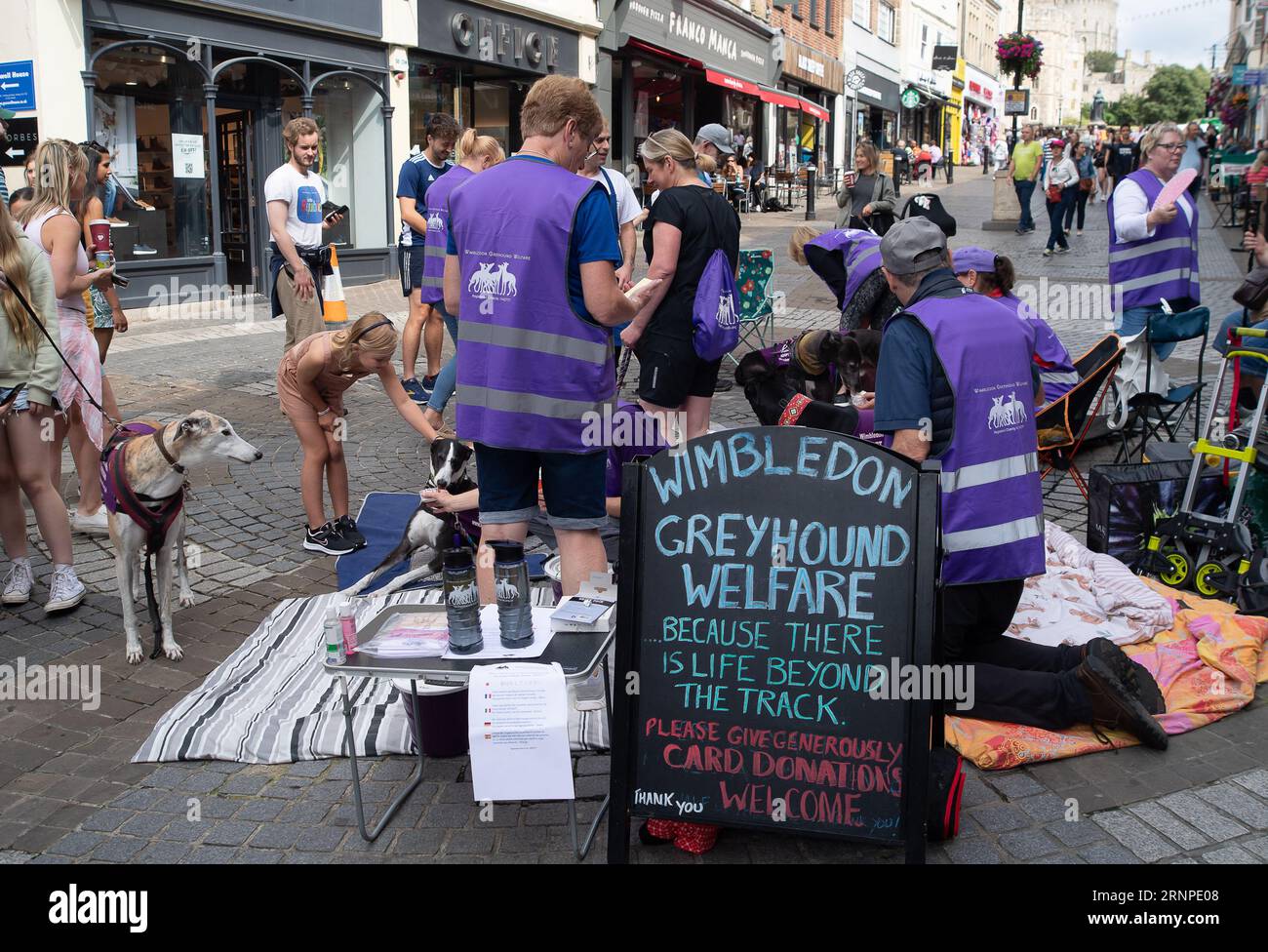 Wimbledon greyhound welfare hi-res stock photography and images - Alamy