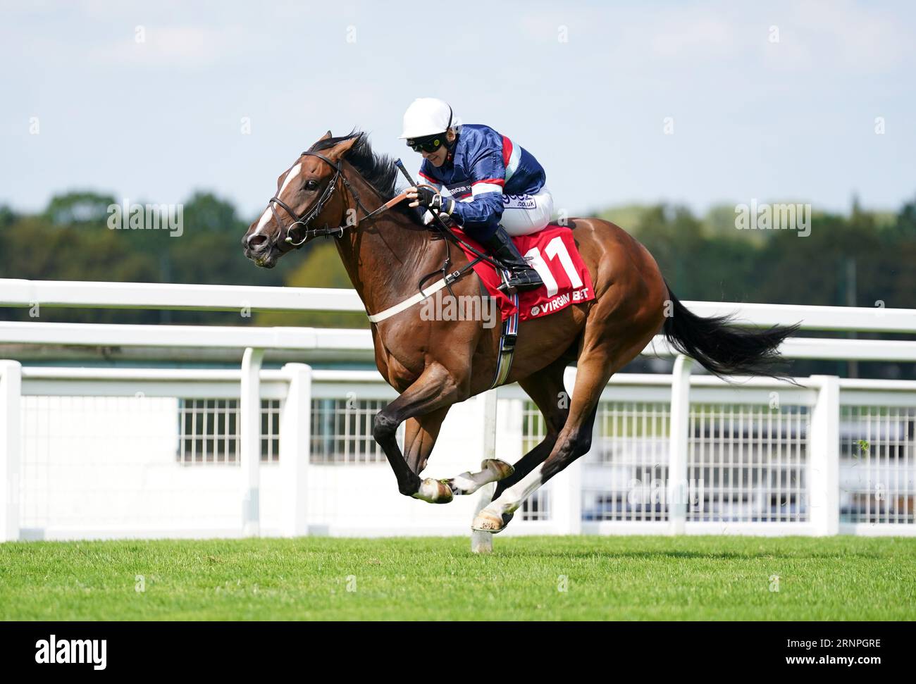 Dual identity horse hi-res stock photography and images - Alamy