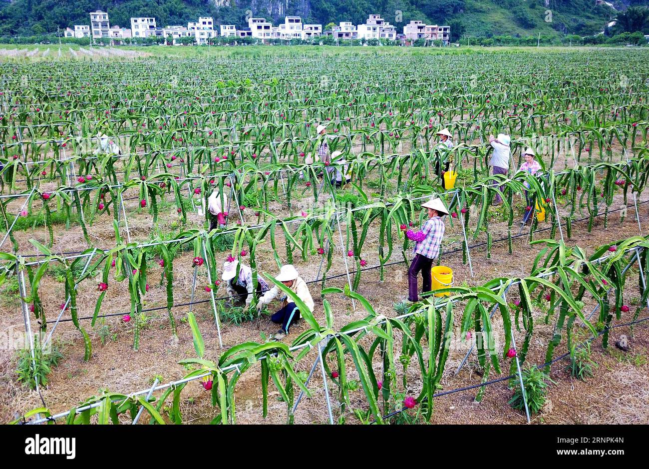 Pluck new leaves hi-res stock photography and images - Alamy