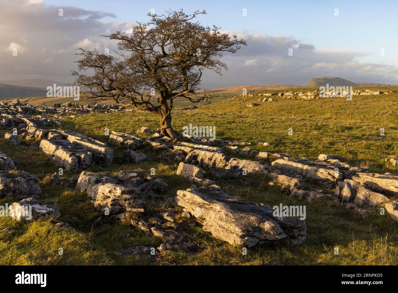 Limestone Pavement and lone tree at Winskill Stones Nature reserve ...