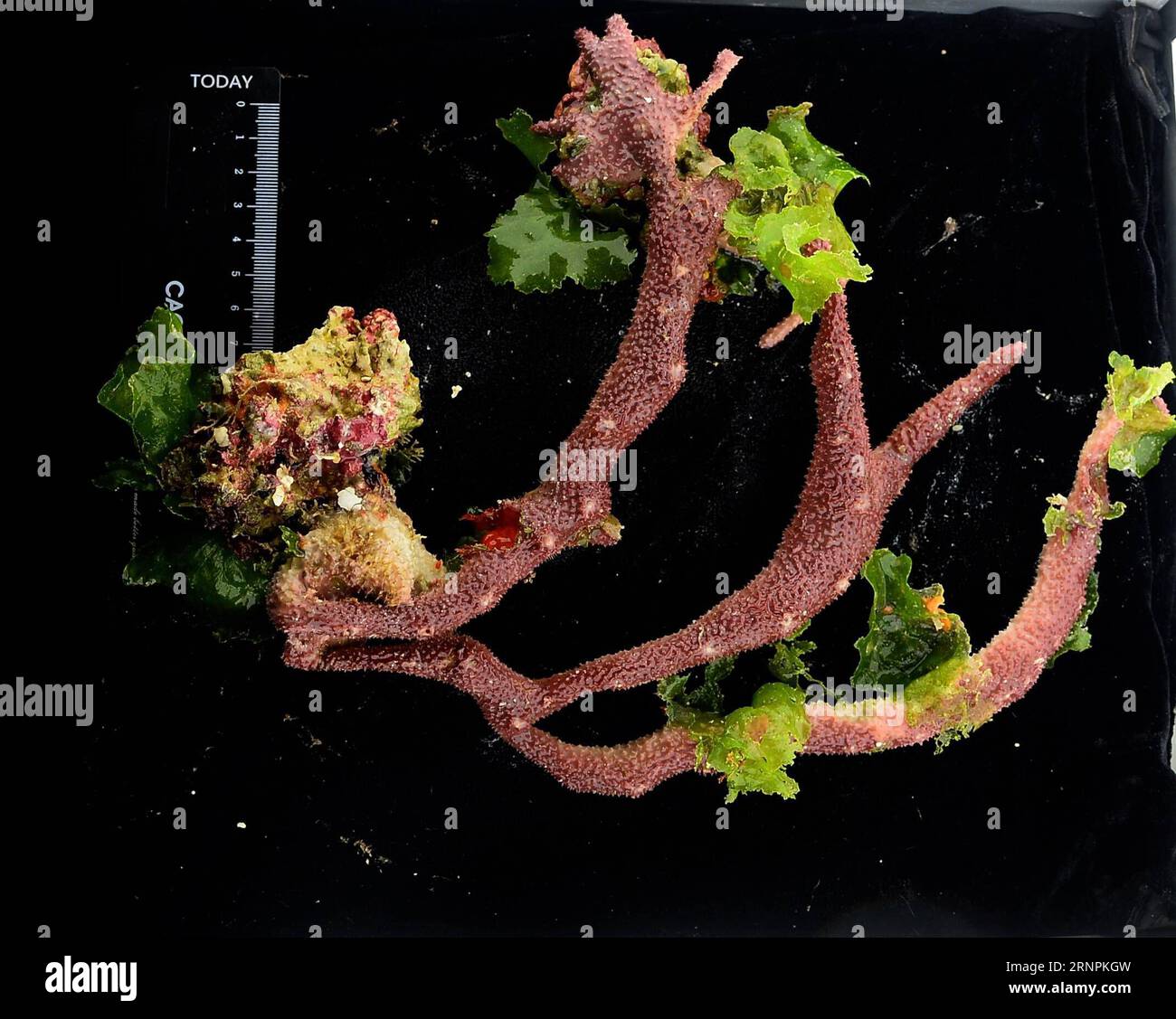 Rov coral hi-res stock photography and images - Alamy