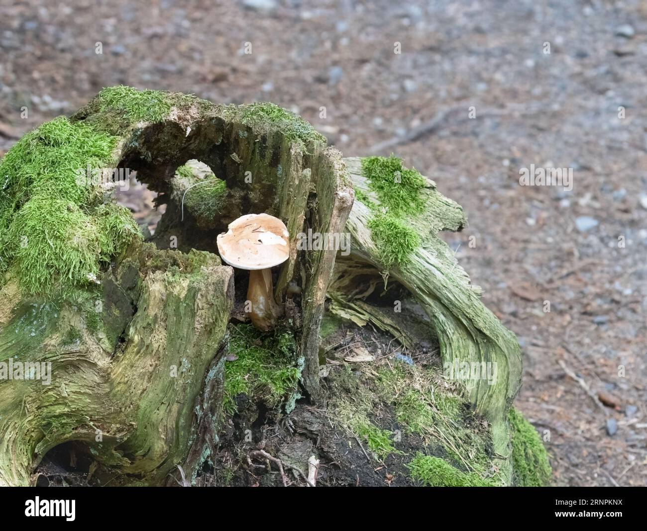 Tree stump with moss and mushrooms growing out of the center, looking ...