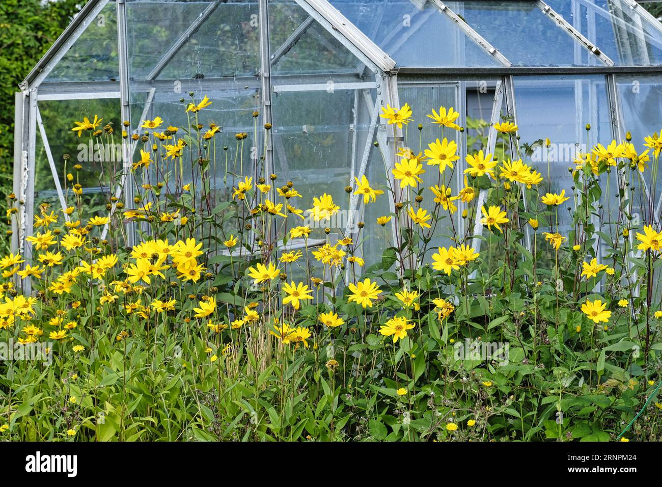 Group of Sunflowers (Helianthus salicifolius) in bloom in late summer ...