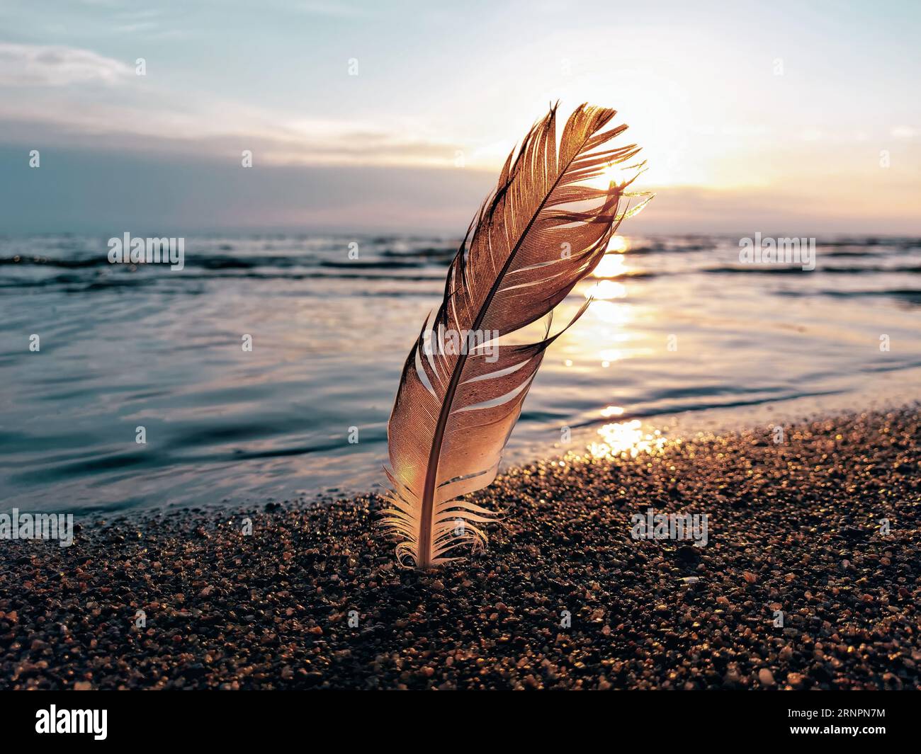 Beautiful sunset at the beach with bird's feather backlit. blur Stock ...