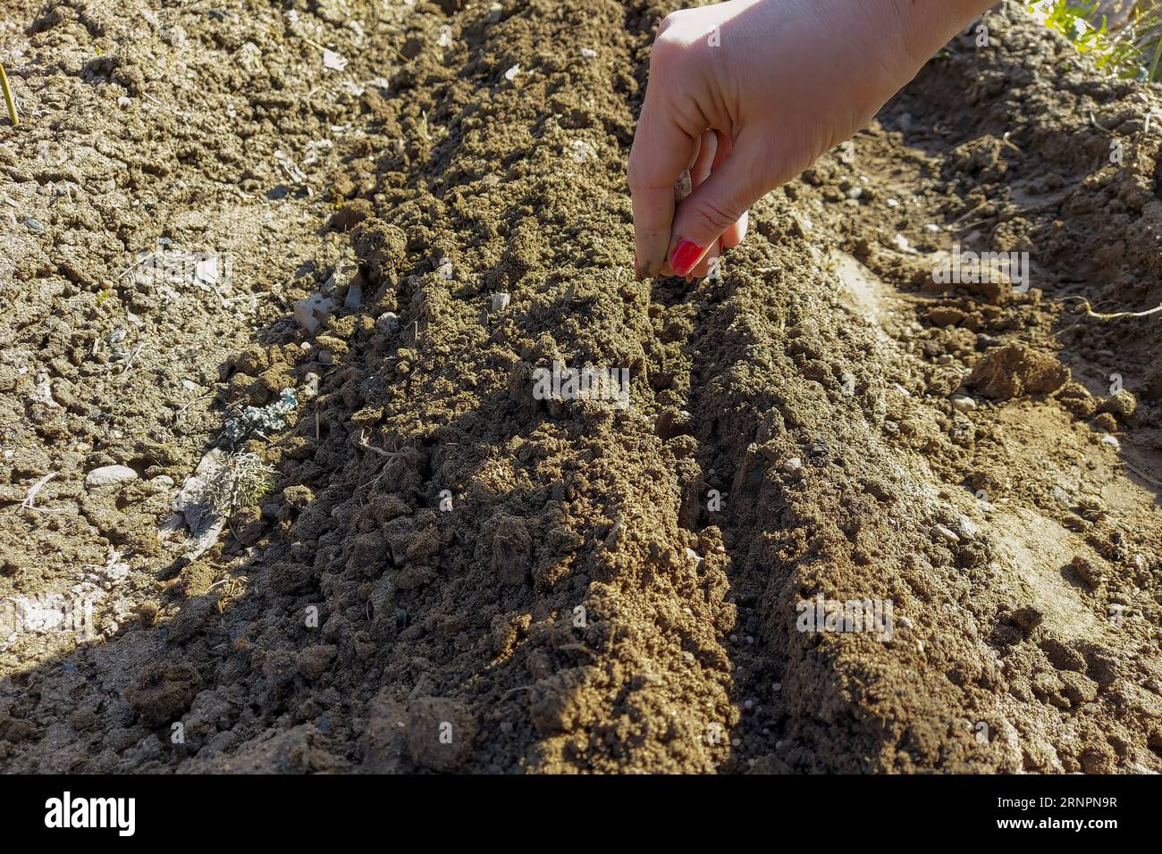 Woman farmer sowing seed hi-res stock photography and images - Alamy
