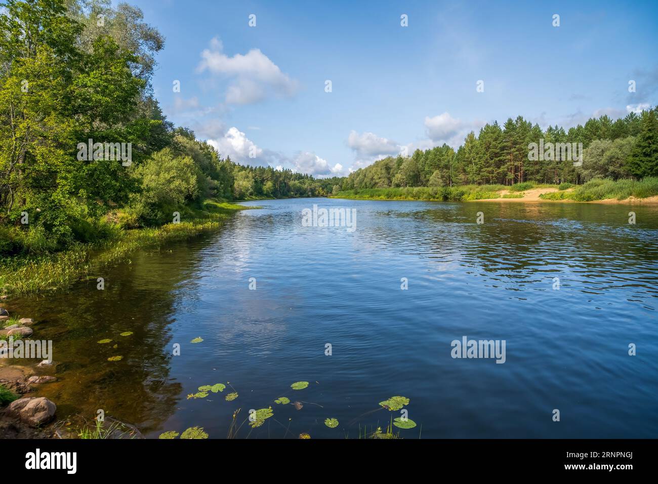 Gauja, the longest river in Latvia. A summer day by the river Stock ...