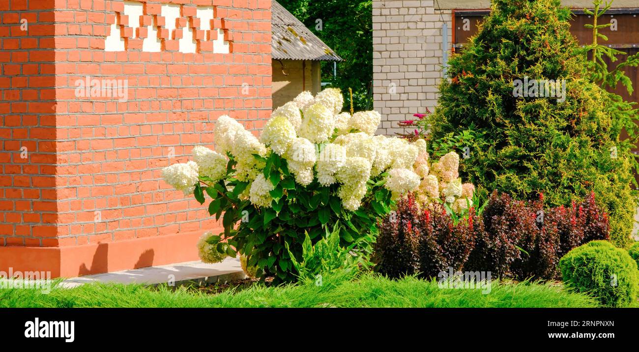 Gorgeous white hydrangea paniculata inflorescences in a summer garden ...
