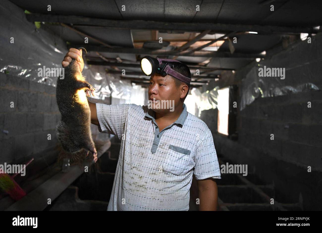 China bamboo rat hi-res stock photography and images - Alamy