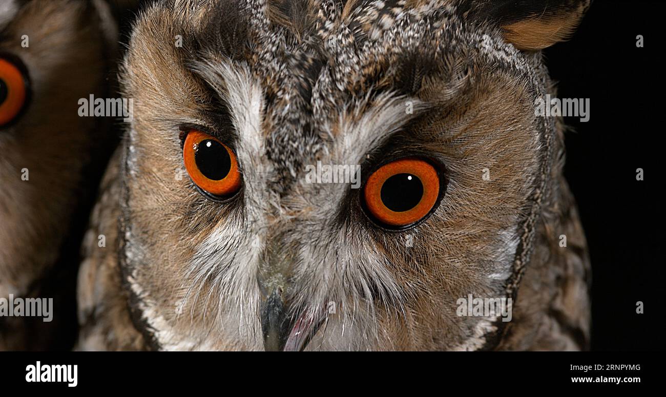 Long Eared Owl, asio otus, Portrait of Adult, Normandy in France Stock ...