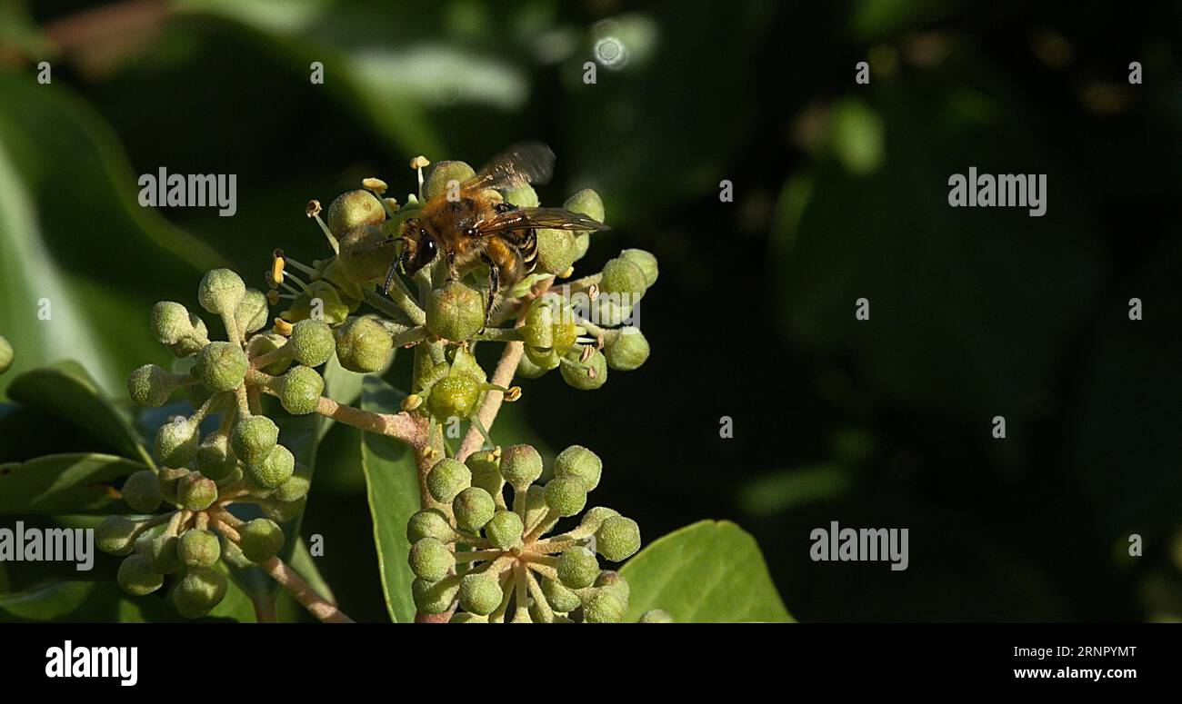 European Honey Bee, apis mellifera, Adult gathering pollen on Ivy's ...