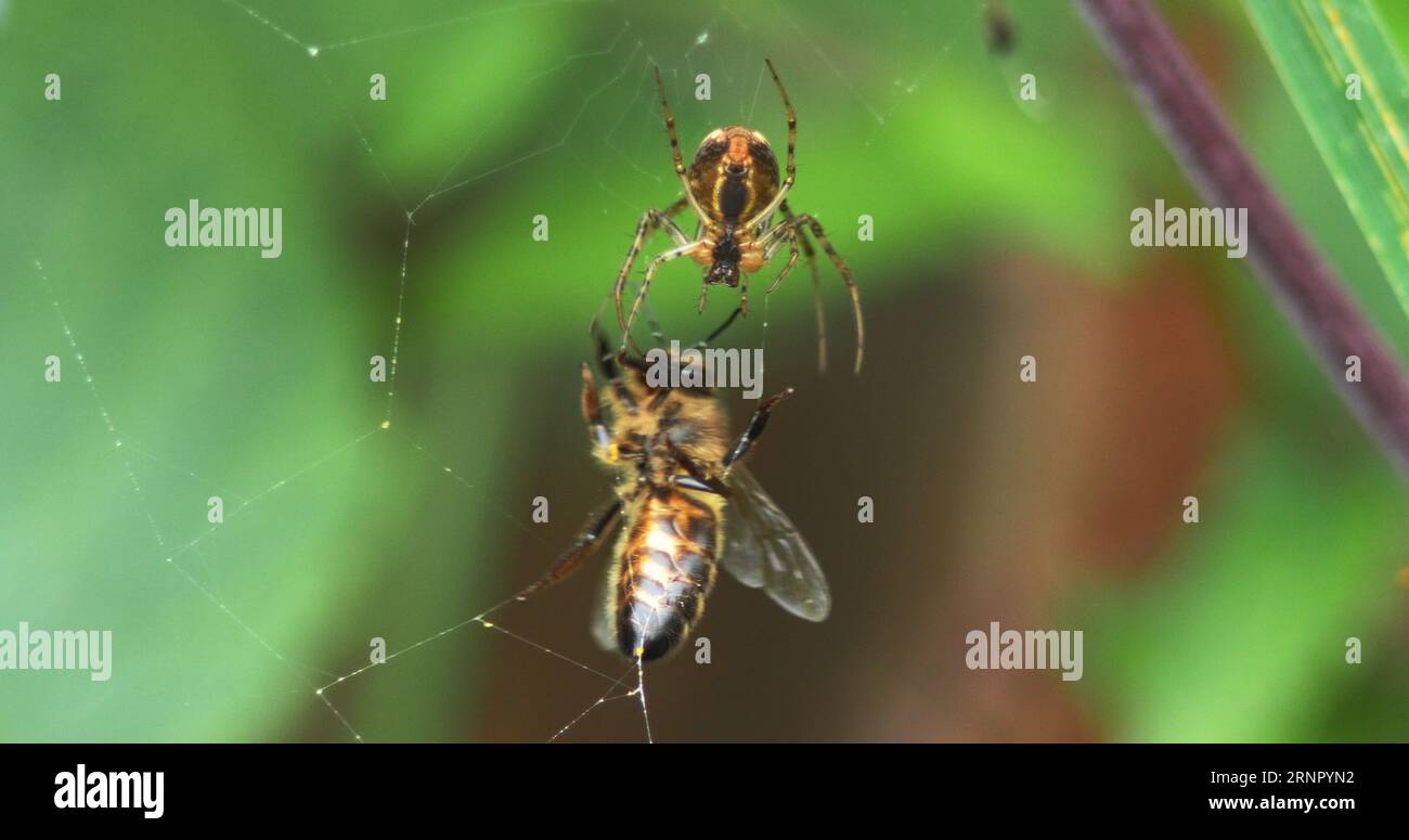 European Honey Bee, apis mellifera, Adult trapped on the silk of spider ...