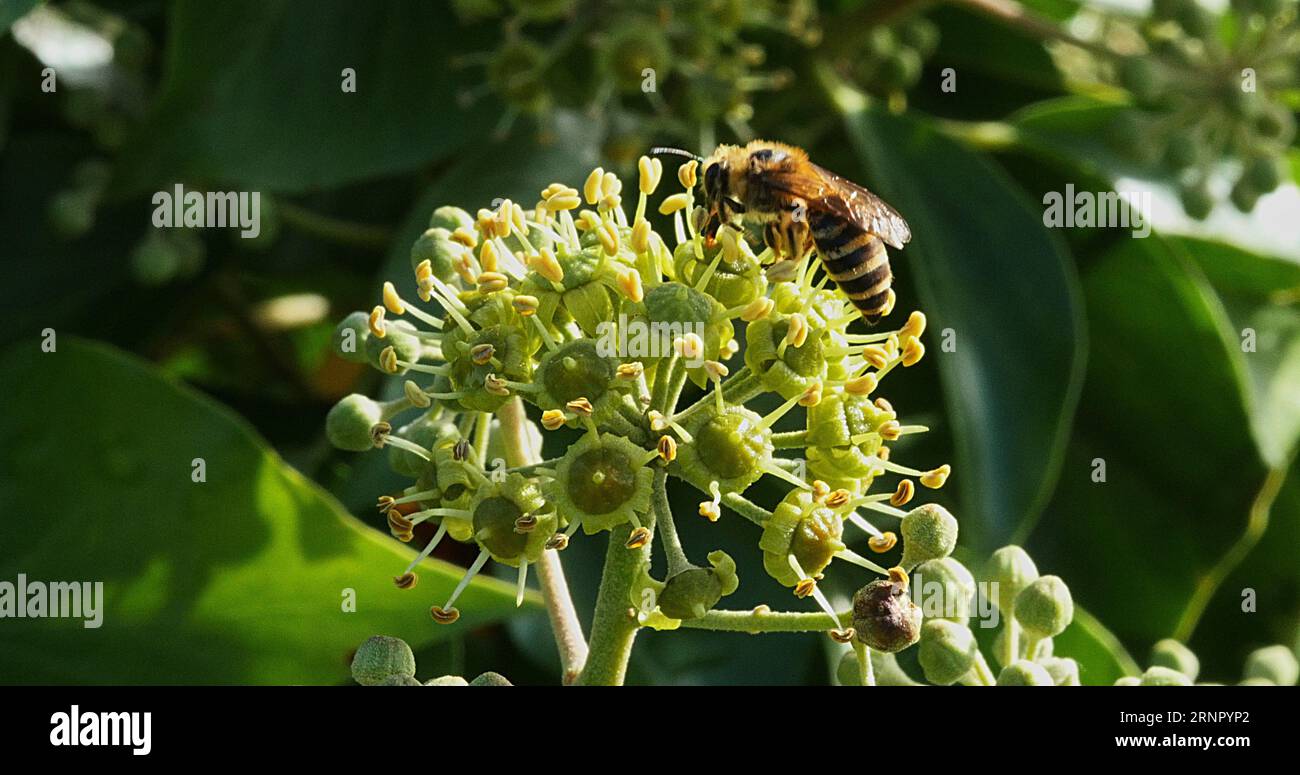 European Honey Bee, apis mellifera, Adult gathering pollen on Ivy's ...