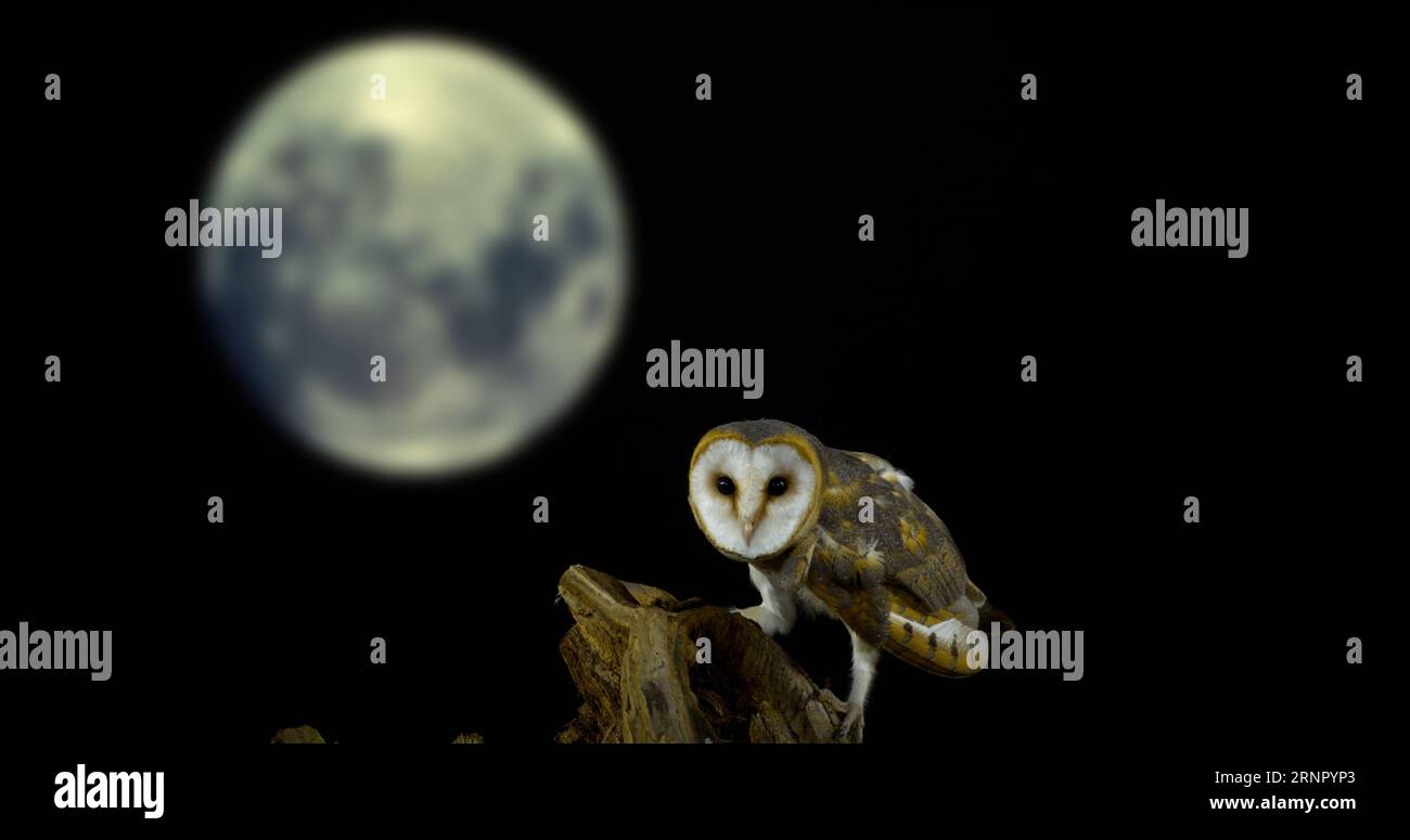 Barn Owl, tyto alba, Adult looking around at Moon, Normandy Stock Photo ...