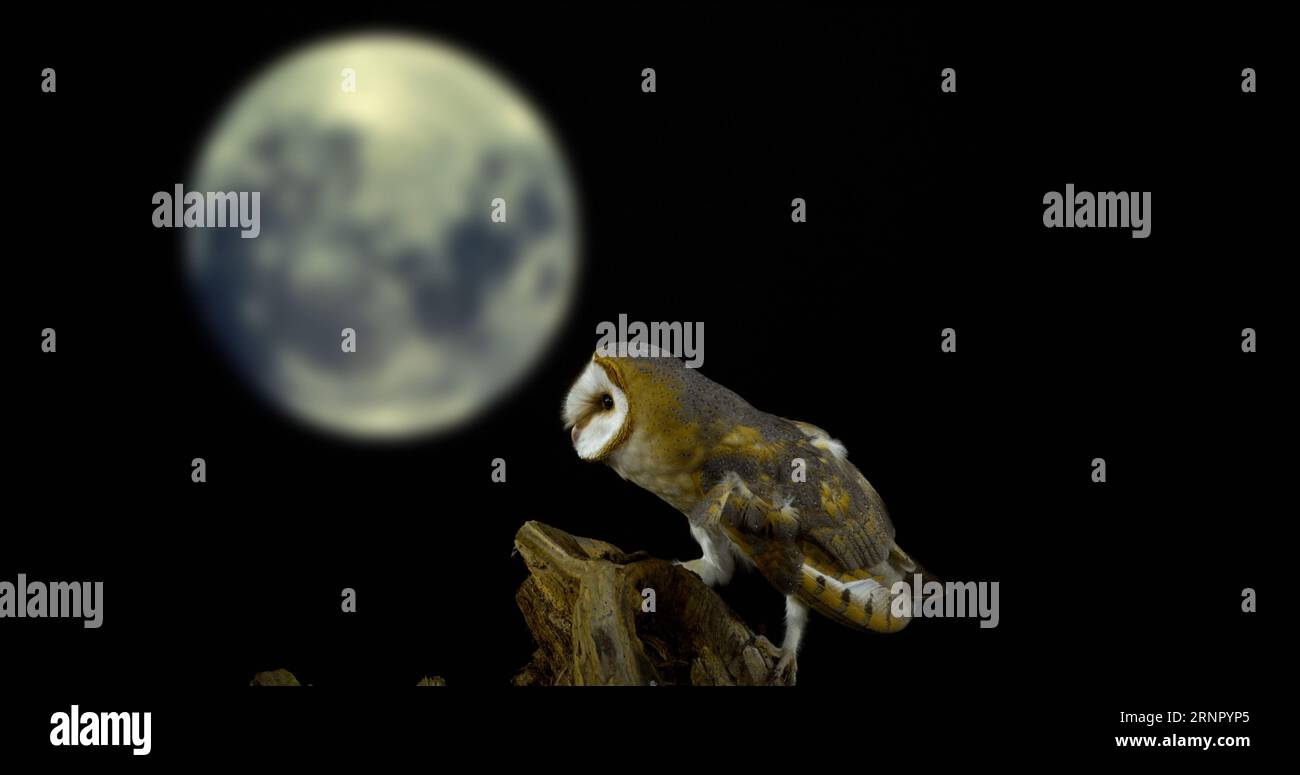 Barn Owl, tyto alba, Adult looking around at Moon, Normandy Stock Photo ...
