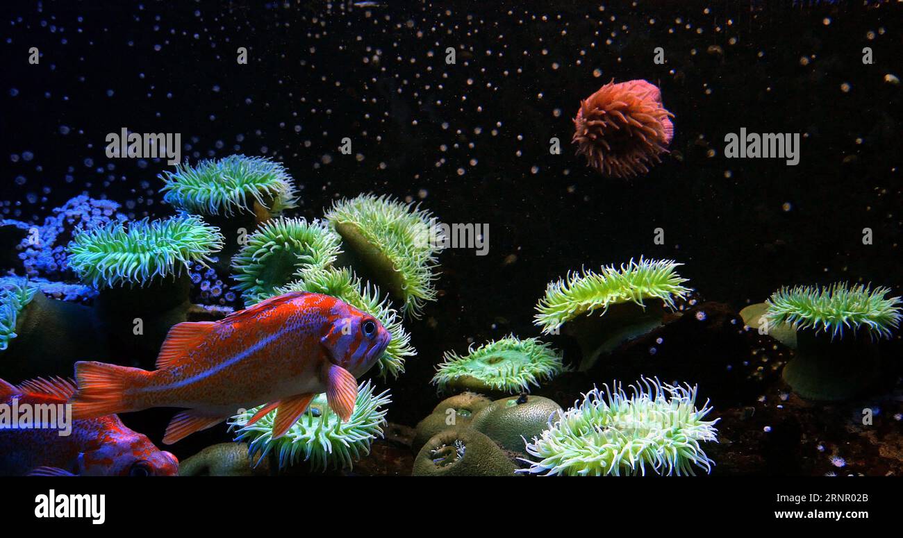 Sebastes pinniger canary rockfish hi-res stock photography and images ...