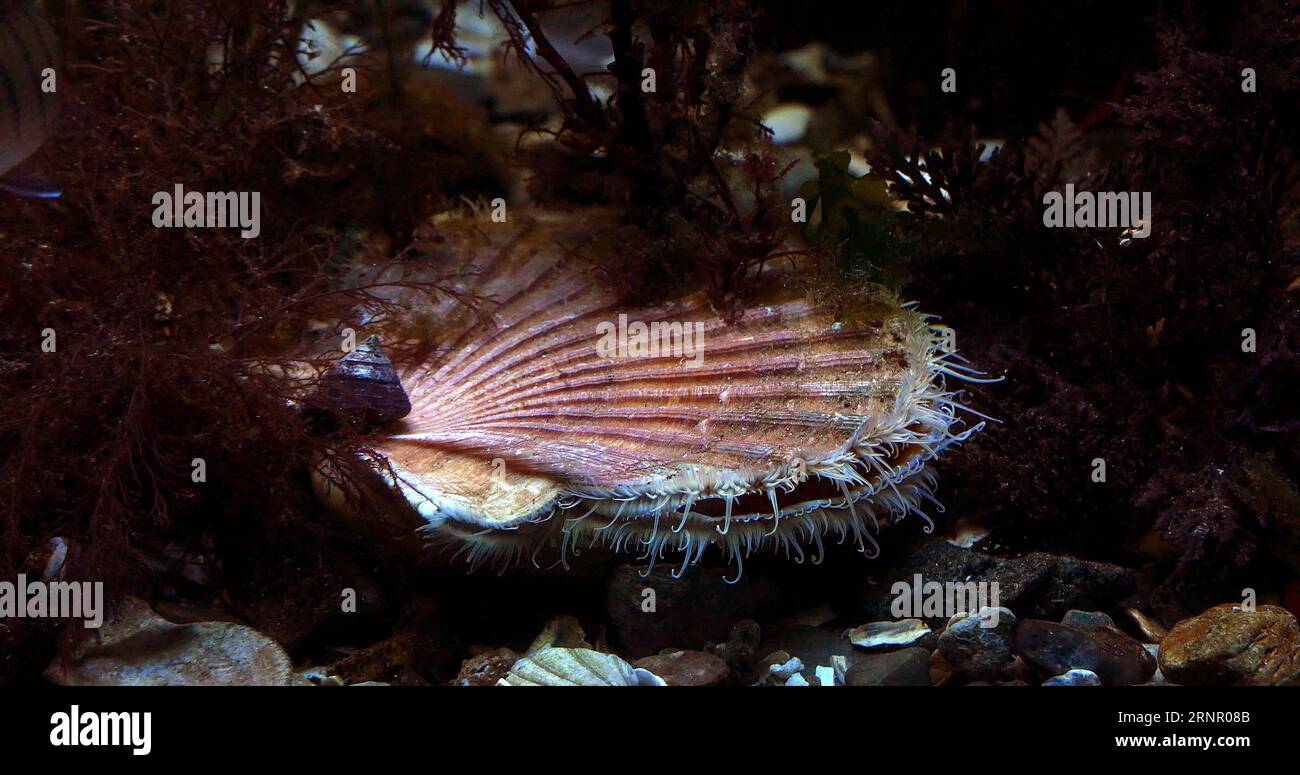 Fresh Scallops, pecten maximus, Fresh Scallops, pecten maximus Stock ...