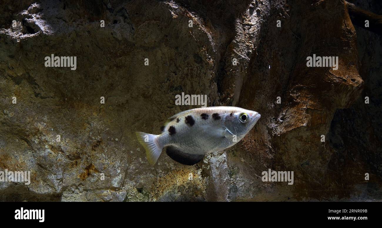 Toxotes jaculatrix hi-res stock photography and images - Alamy