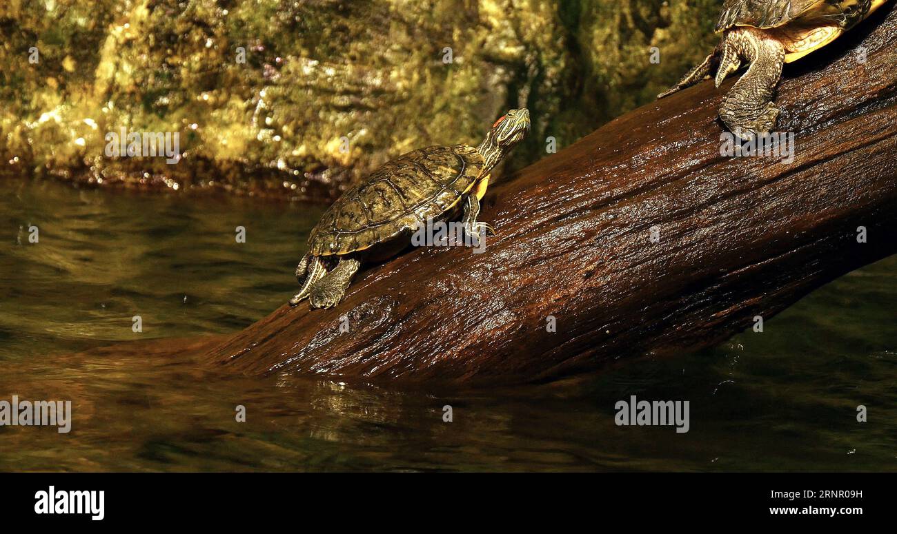 Red Eared Terrapin, trachemys scripta elegans Stock Photo - Alamy