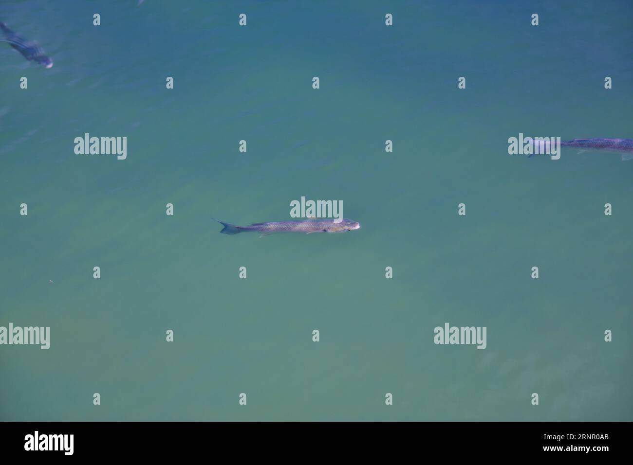 big fish in clear water Stock Photo - Alamy