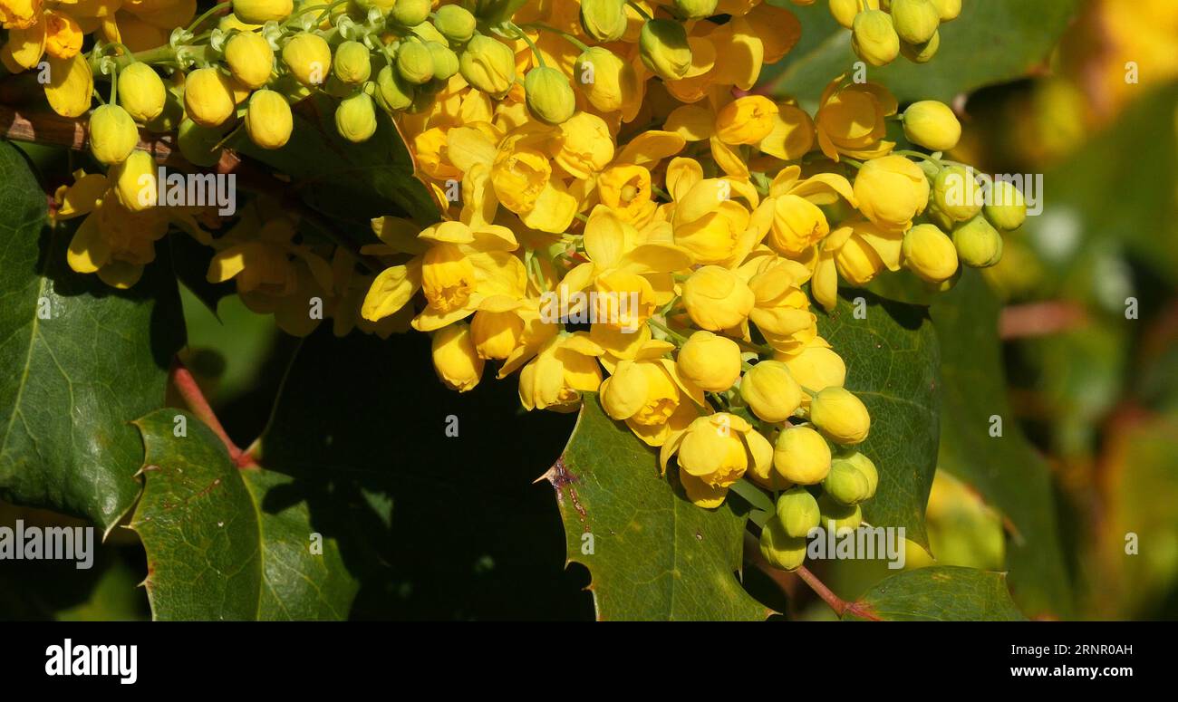 Hollyleaved barberry in bloom, mahonia sp., in a garden in Normandy ...